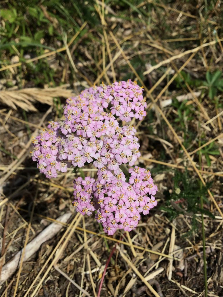 Doldenblüher und ähnliche Pflanzen – Wildkräuterwerkstatt