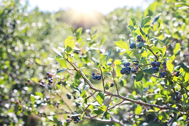 Heidelbeere Vaccinium myrtillus Myrtilli fructus (M) – Wildkräuterwerkstatt