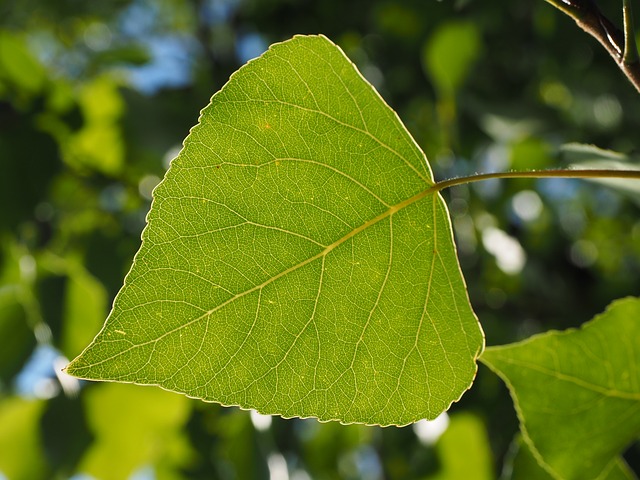 Pappel Populus tremula Populi gemma (M) – Wildkräuterwerkstatt