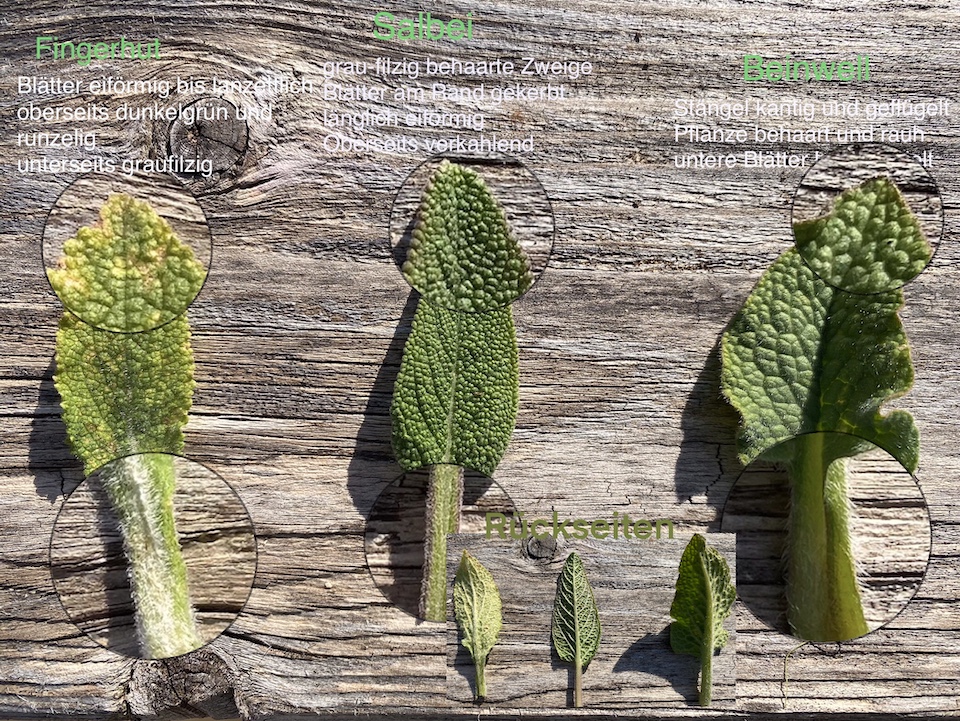 Beinwell Symphytum officinale Symphyti radix (M) – Wildkräuterwerkstatt