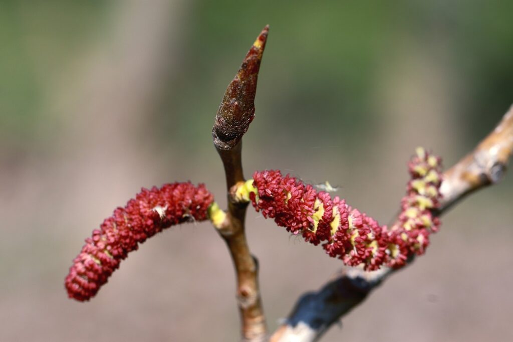 Pappelknospen-Creme – Wildkräuterwerkstatt
