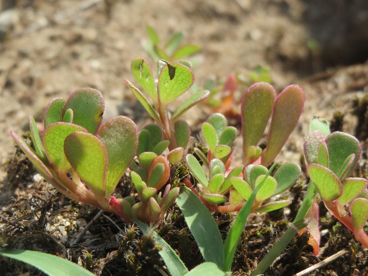 Portulak (portulaca oleracea syn. sativa) – Wildkräuterwerkstatt