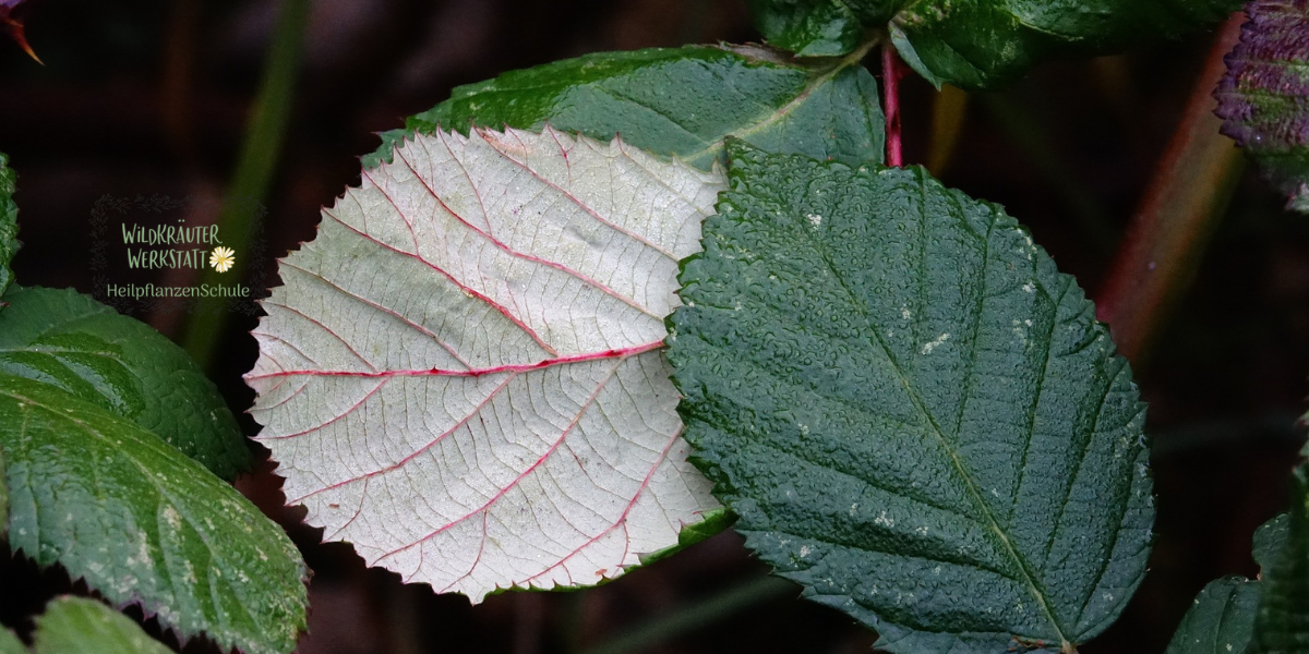 Brombeere (rubus fruticosus) – Wildkräuterwerkstatt