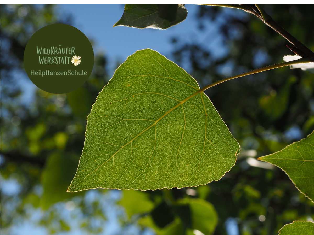 Pappelknospen-Creme – Wildkräuterwerkstatt