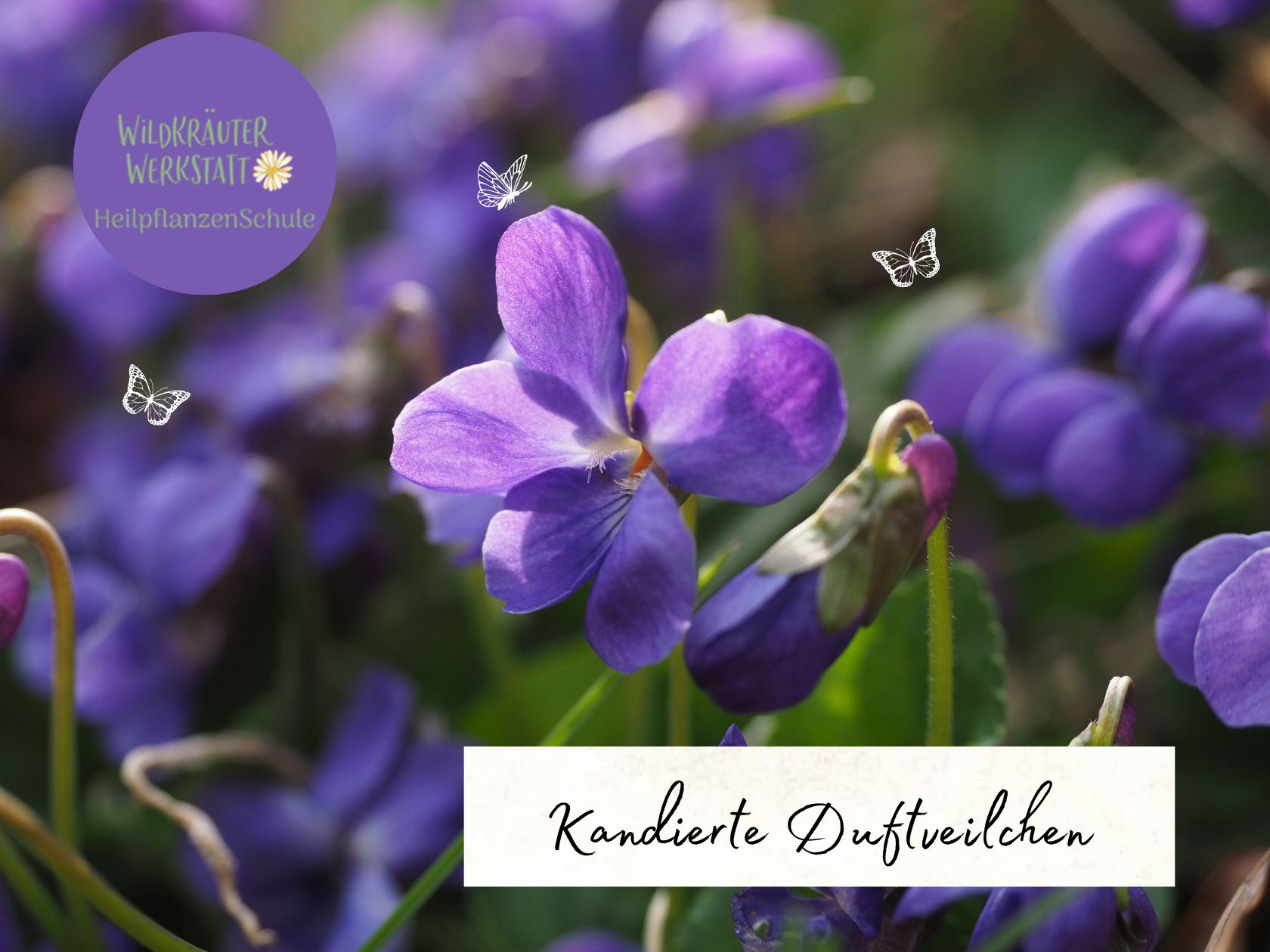 Kandierte Duftveilchen – Wildkräuterwerkstatt