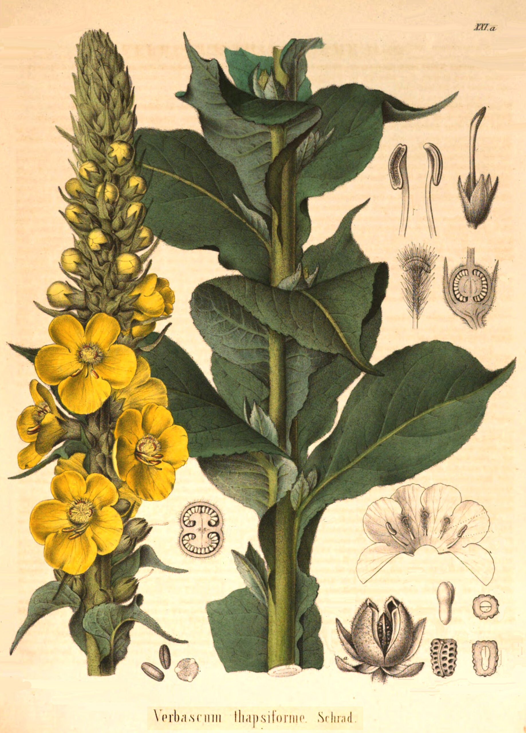 Königskerze (Verbascum thapsus und densiflorum) verbasci flos ...